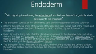 Developmental stages of embryo | PPT