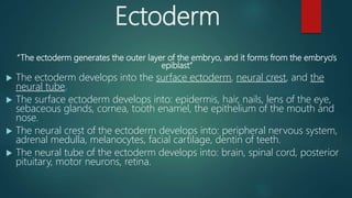 Developmental stages of embryo | PPT