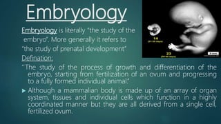 Developmental stages of embryo | PPT