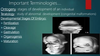 Developmental stages of embryo | PPTX