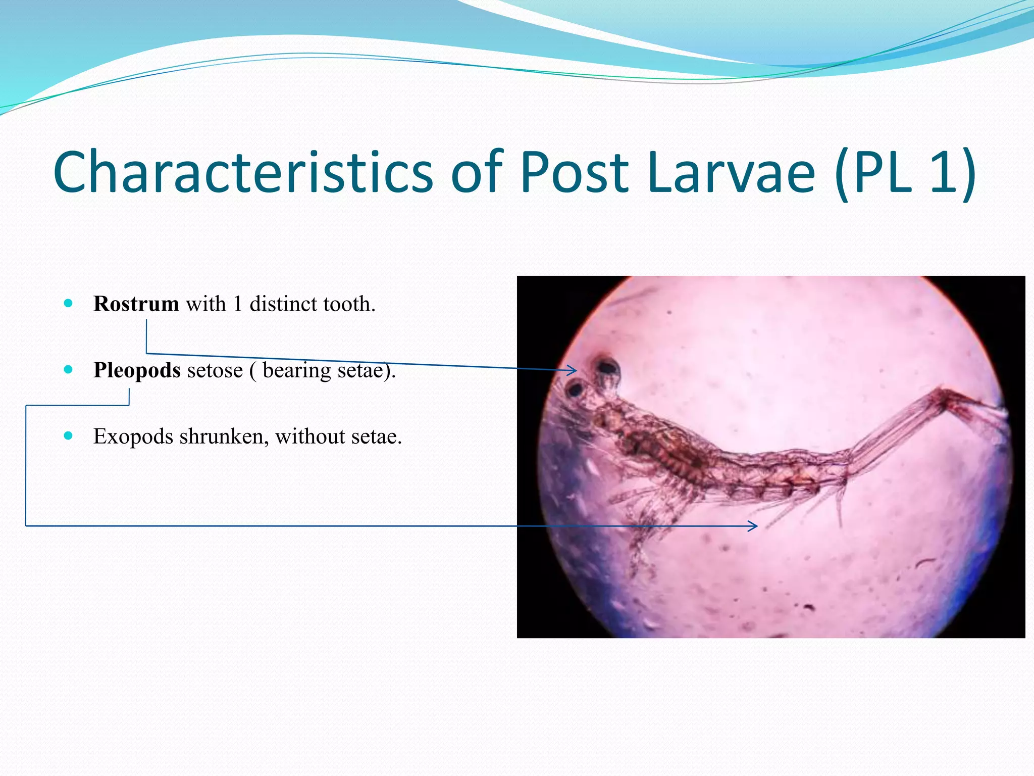 Developmental stages of penaeid shrimp | PPTX