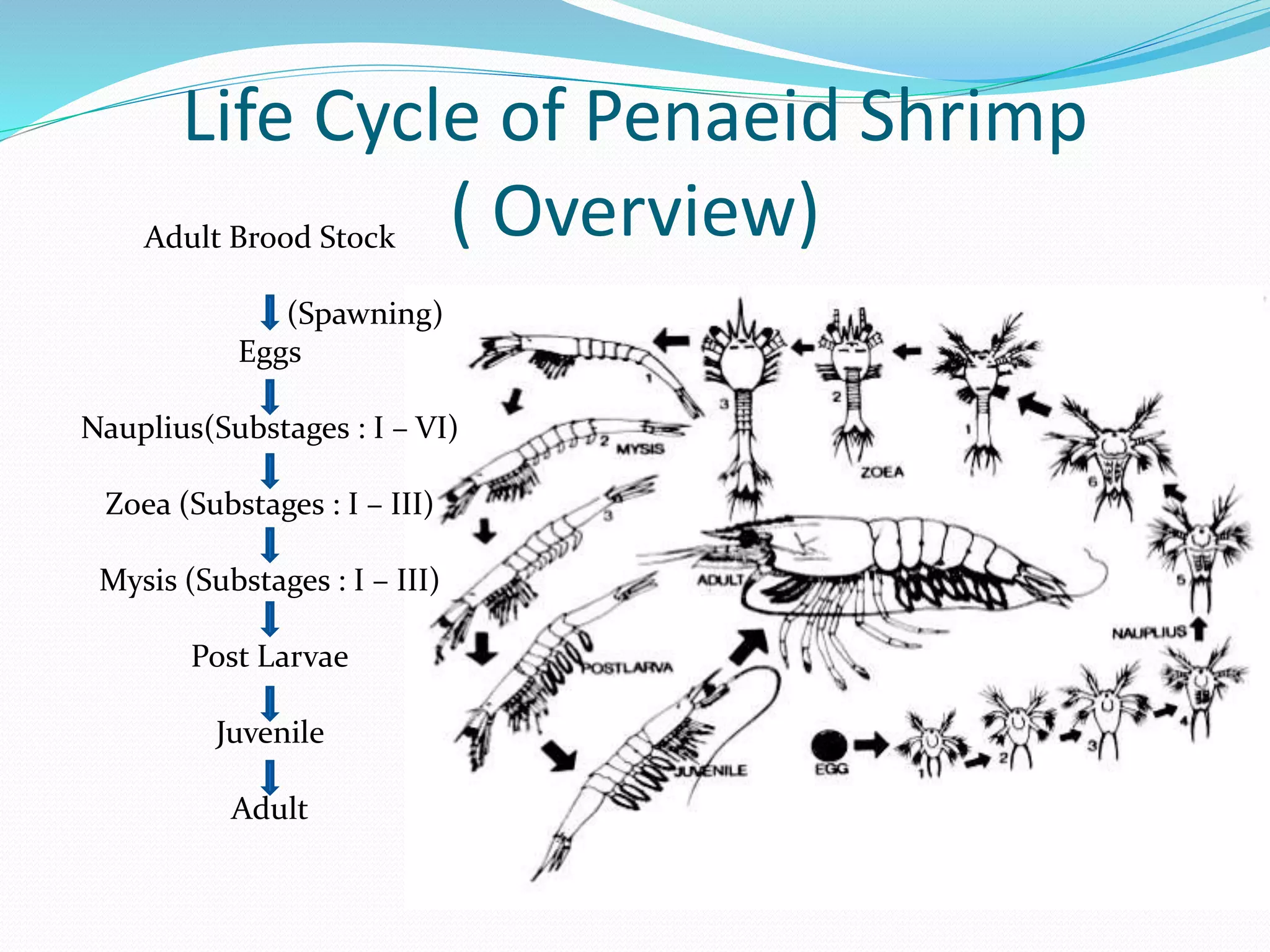 Developmental stages of penaeid shrimp | PPTX