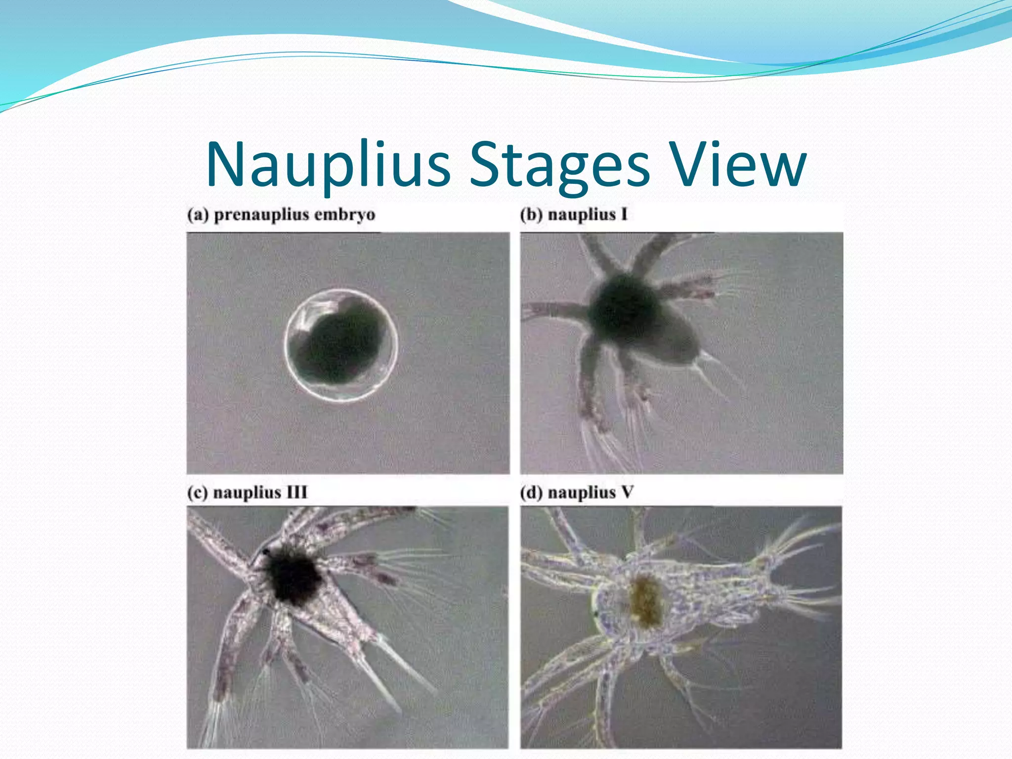 Developmental stages of penaeid shrimp | PPTX