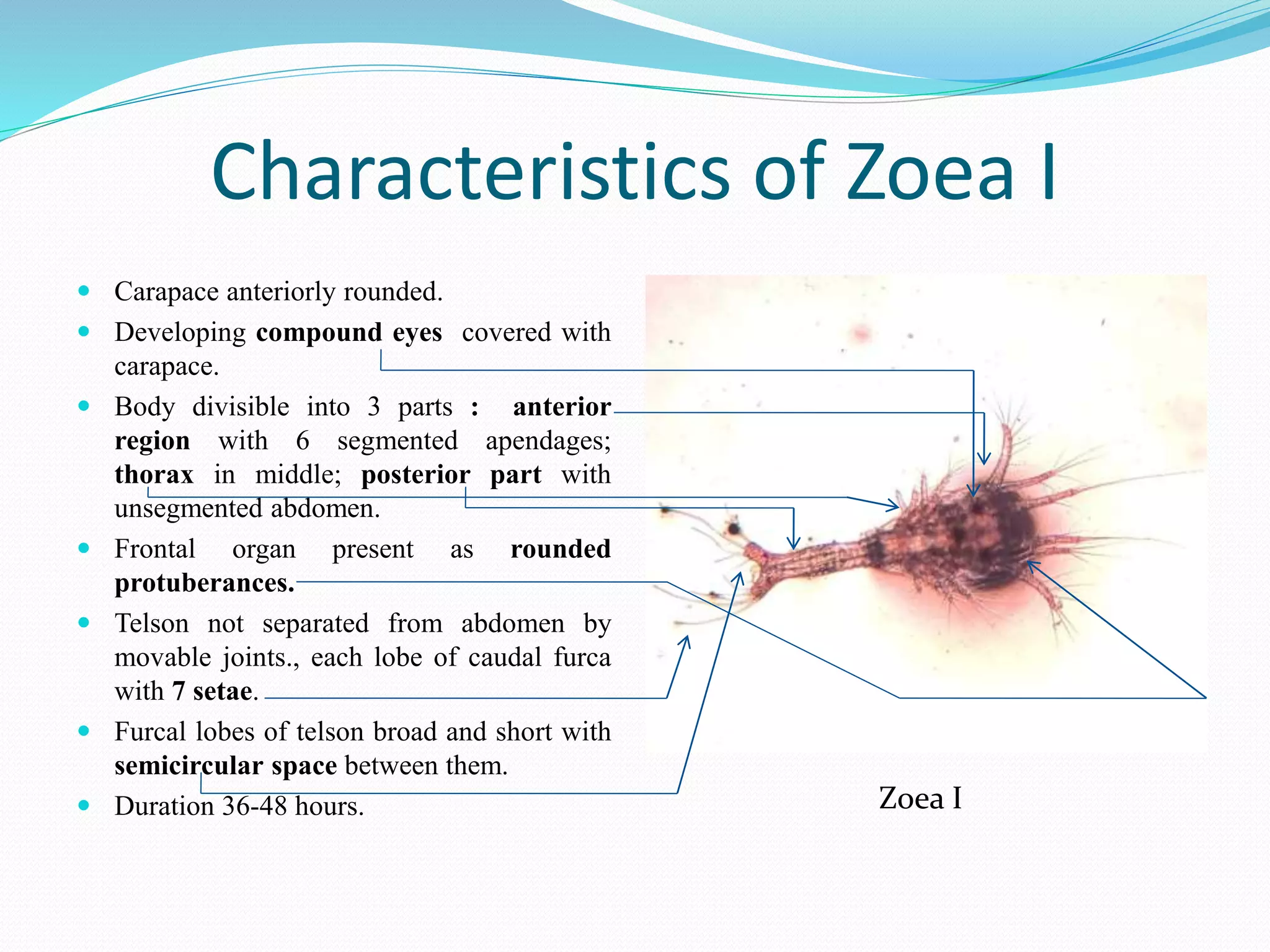 Developmental stages of penaeid shrimp | PPTX