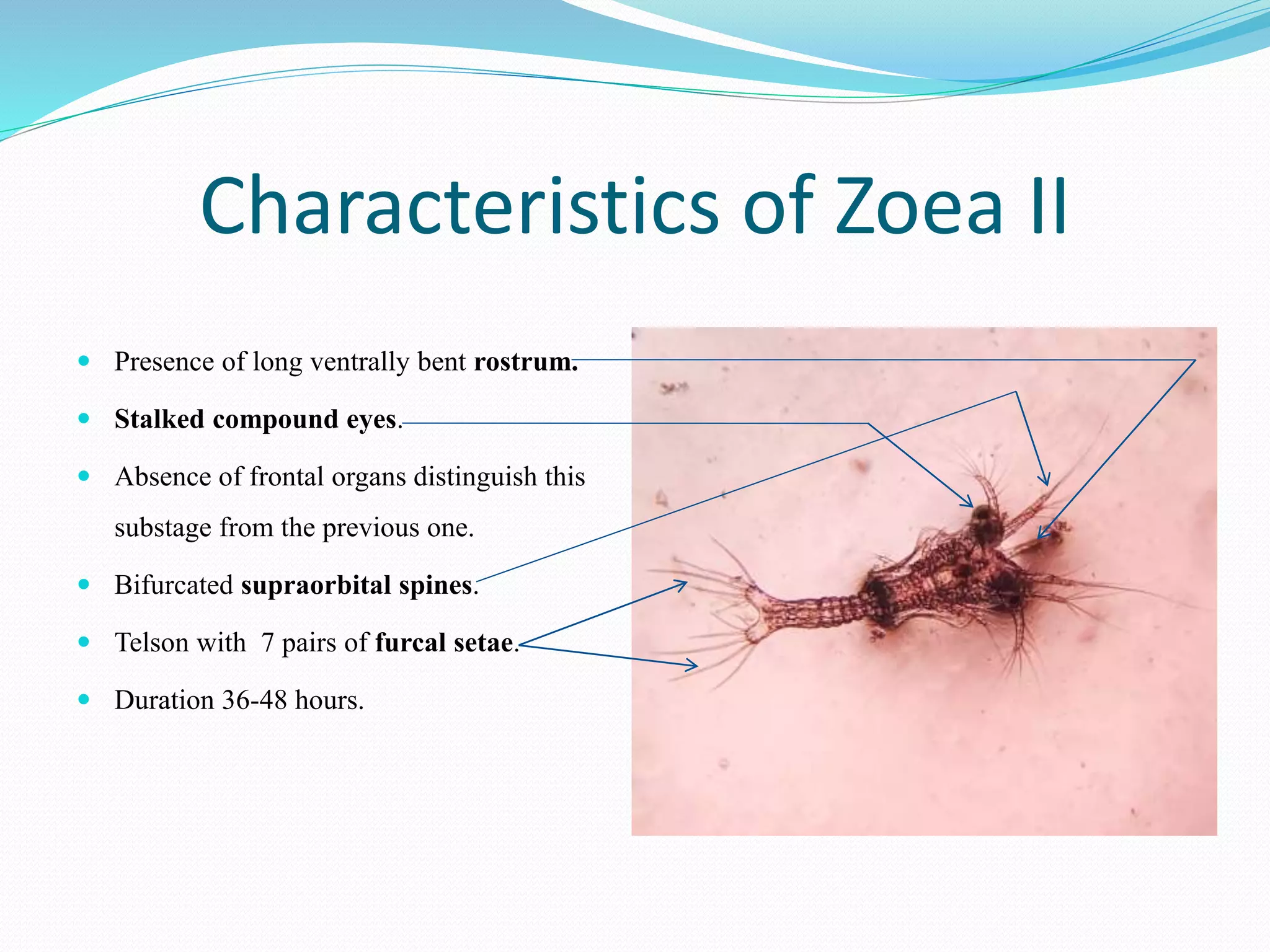 Developmental stages of penaeid shrimp | PPTX