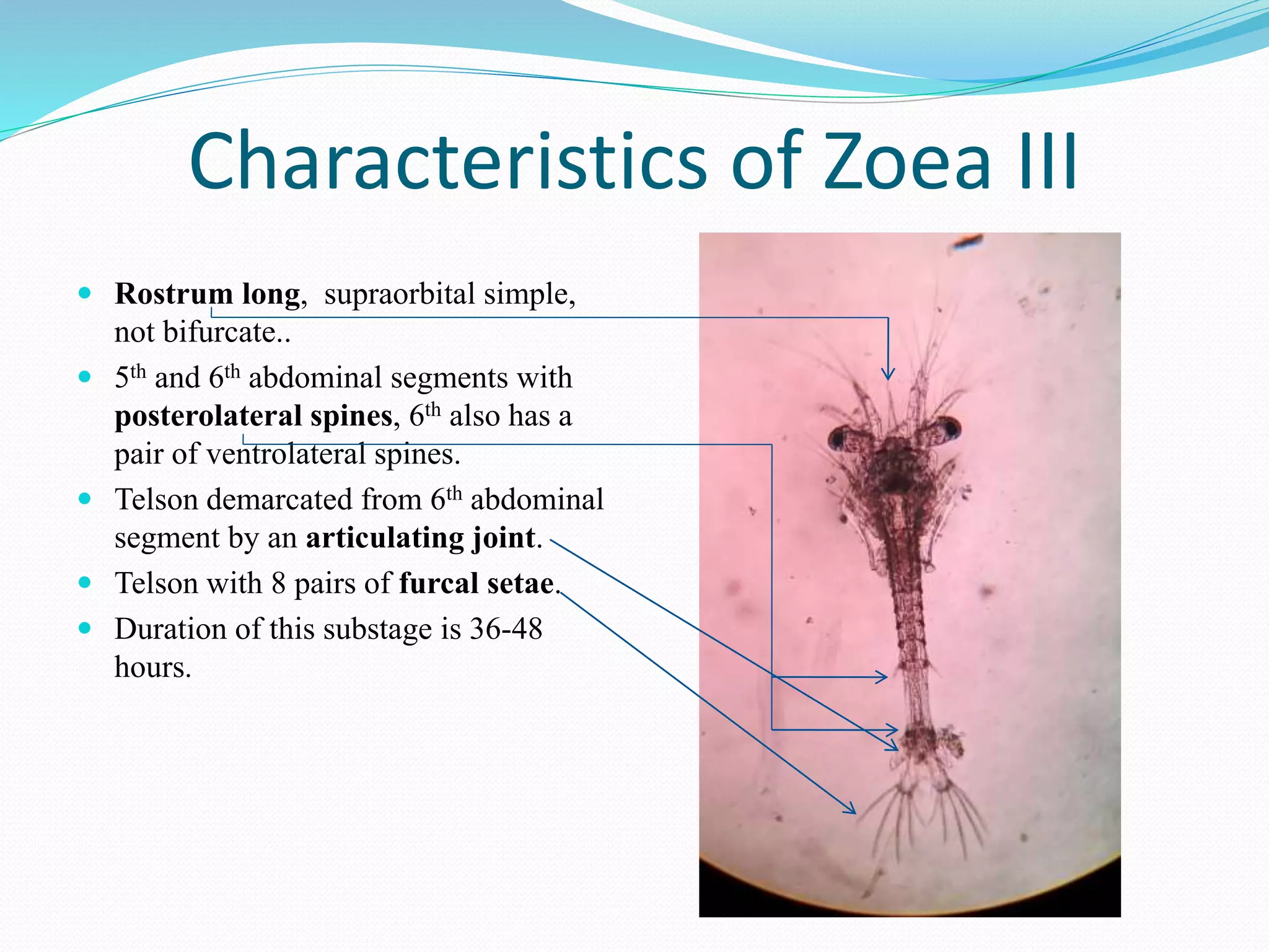 Developmental stages of penaeid shrimp | PPTX