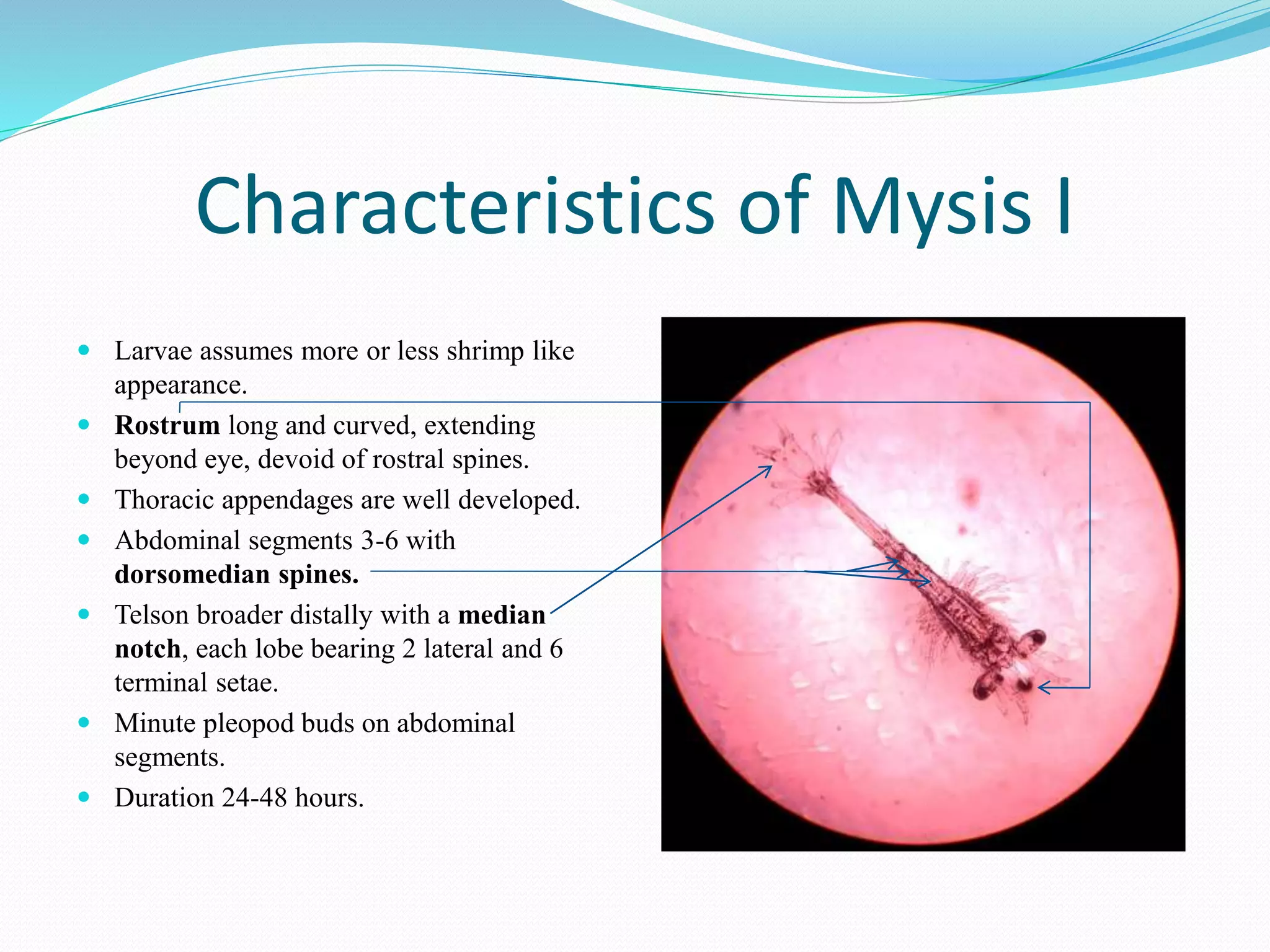 Developmental stages of penaeid shrimp | PPTX