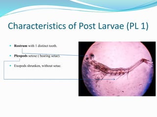Developmental stages of penaeid shrimp | PPTX