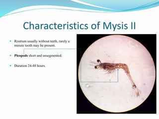 Developmental stages of penaeid shrimp | PPTX