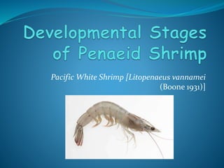 Developmental stages of penaeid shrimp | PPT