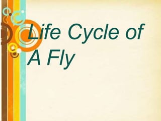 Developmental stages of some animals | PPTX