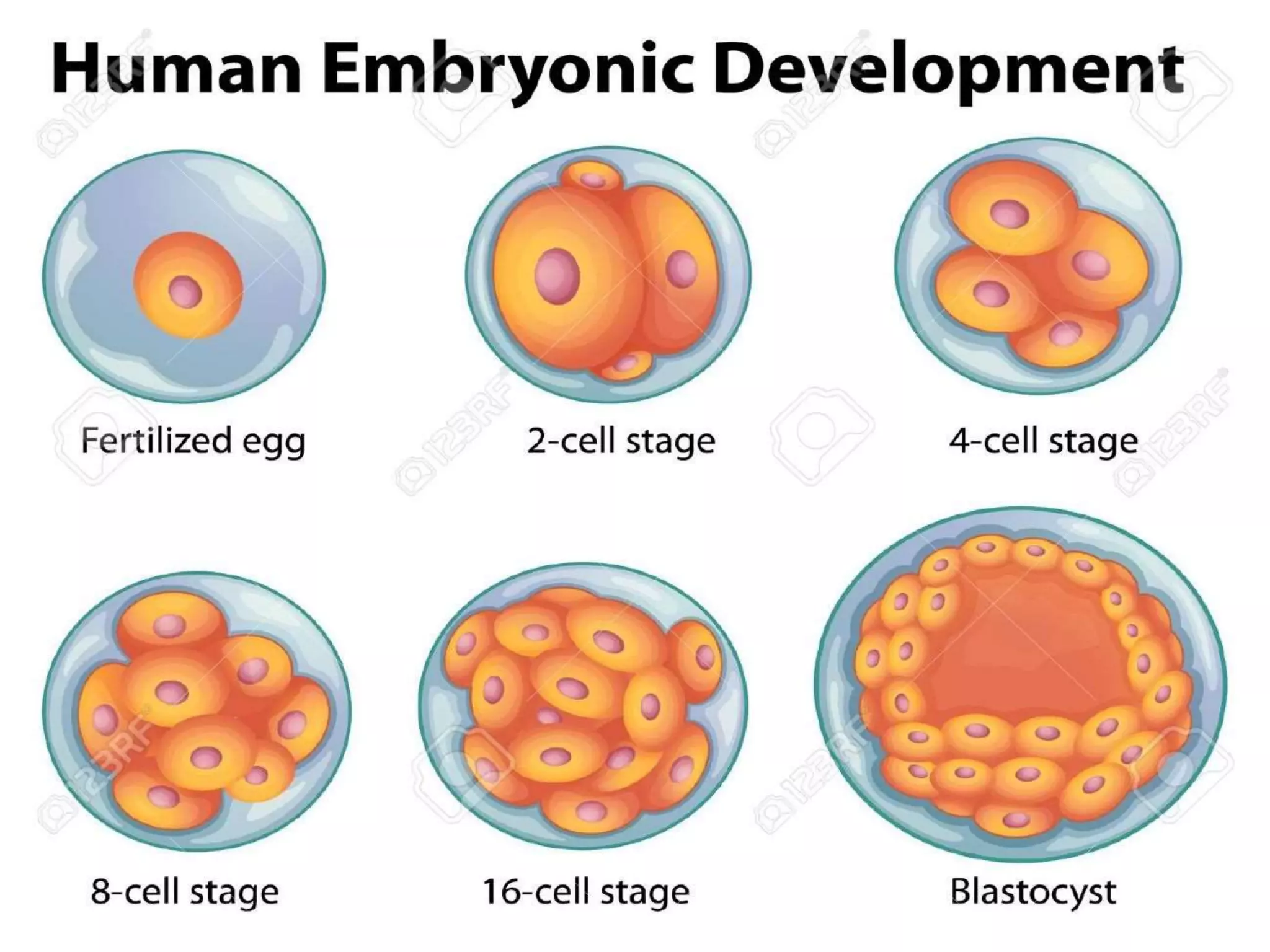 Santrock and Havighurst's Developmental Stages | PPTX