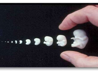 Santrock and Havighurst's Developmental Stages | PPTX