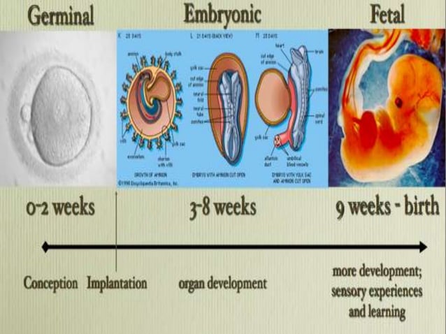 Santrock and Havighurst's Developmental Stages | PPTX