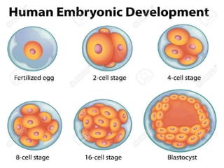 Santrock and Havighurst's Developmental Stages | PPTX
