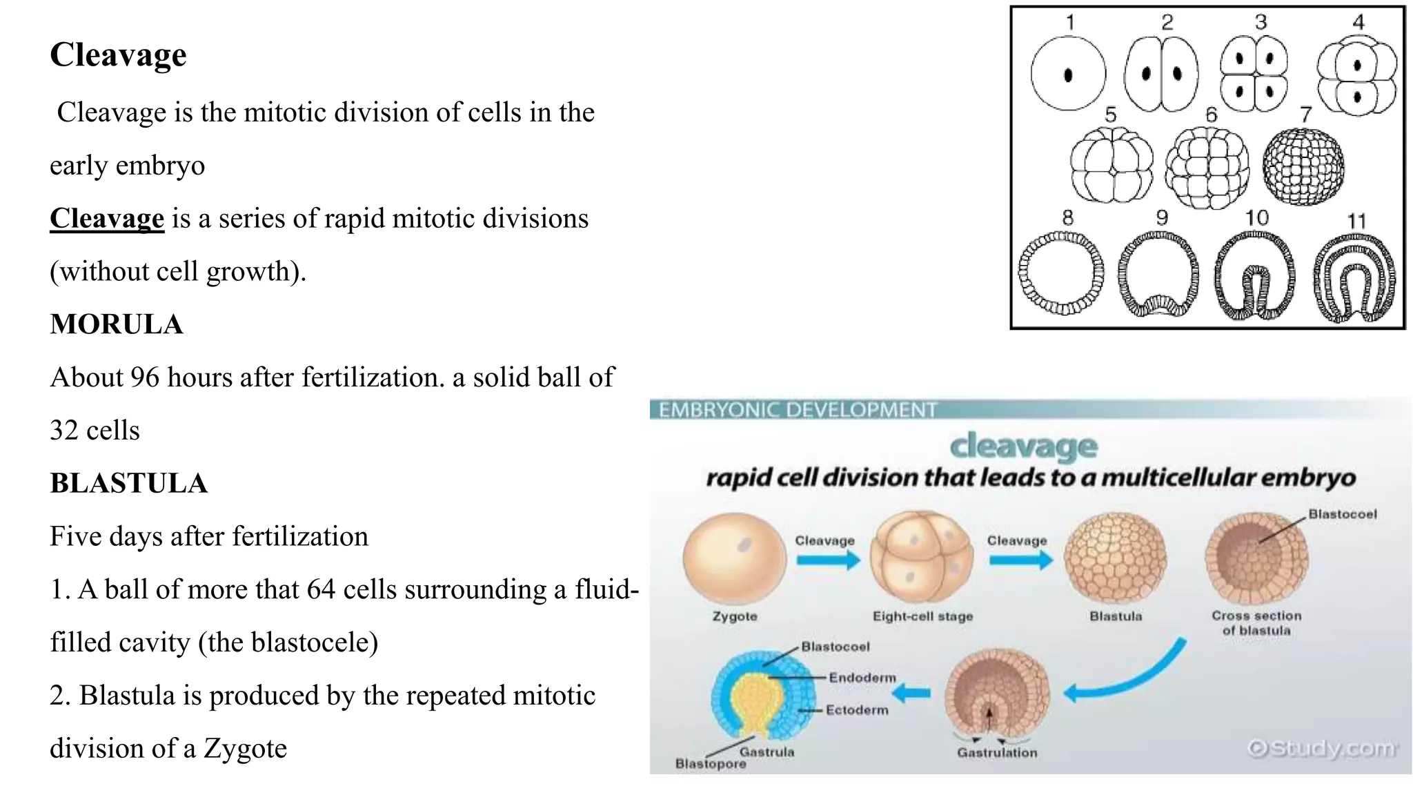 Developmental variatons in mammals | PPTX