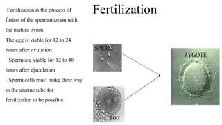 Developmental variatons in mammals | PPTX