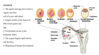 Developmental variatons in mammals | PPTX