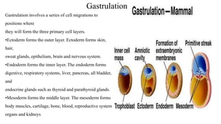 Developmental variatons in mammals | PPT | Free Download