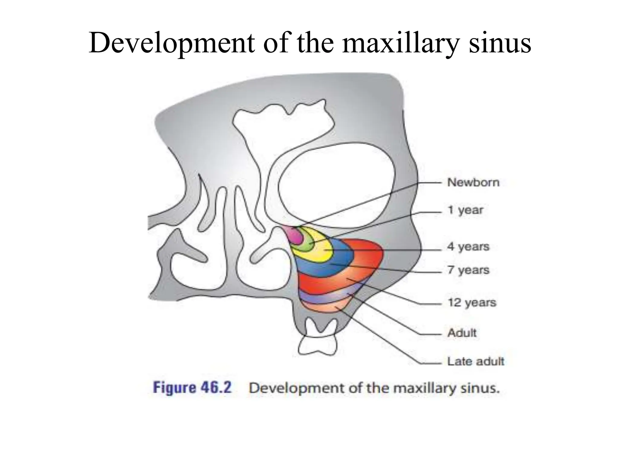 Development, Anatomy and Histology of Maxillary Sinus.pptx | Ear, Nose and Throat Conditions ...
