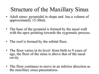Development, Anatomy and Histology of Maxillary Sinus.pptx | Ear, Nose ...
