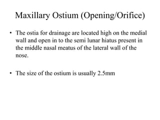 Development, Anatomy and Histology of Maxillary Sinus.pptx | Ear, Nose ...