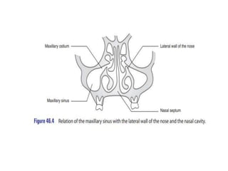 Development, Anatomy and Histology of Maxillary Sinus.pptx | Ear, Nose ...