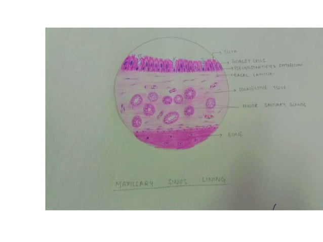 Development, Anatomy and Histology of Maxillary Sinus.pptx
