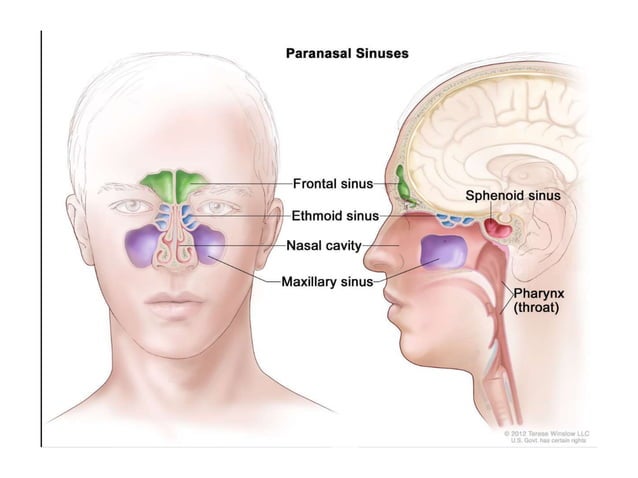 Development Anatomy And Histology Of Maxillary Sinus Pptx