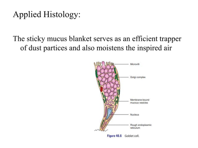 Development, Anatomy and Histology of Maxillary Sinus.pptx