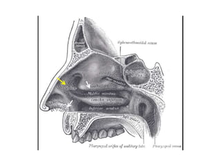 Development, Anatomy and Histology of Maxillary Sinus.pptx | Ear, Nose ...