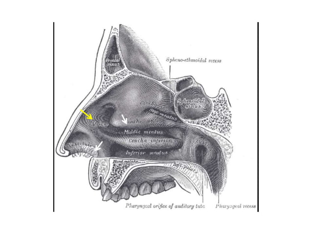 Development, Anatomy and Histology of Maxillary Sinus.pptx