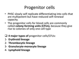 Development anatomy and physiology of haematopoiesis, hematological ...