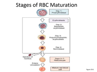 Development anatomy and physiology of haematopoiesis, hematological ...