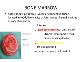 Development anatomy and physiology of haematopoiesis, hematological ...