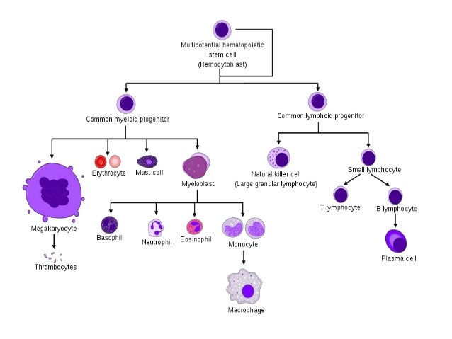 Development anatomy and physiology of haematopoiesis, hematological
