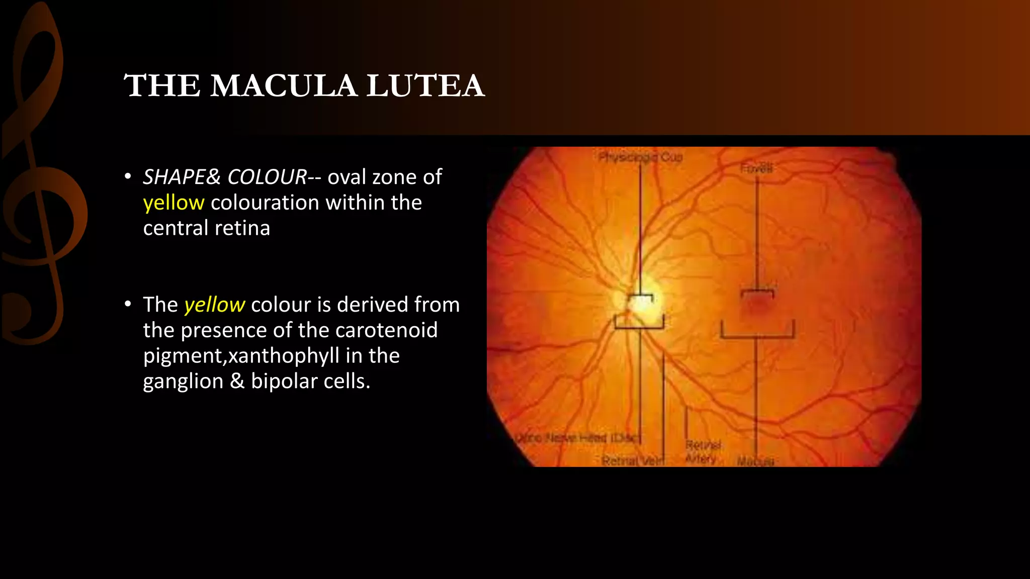 anatomy of retina | PPTX
