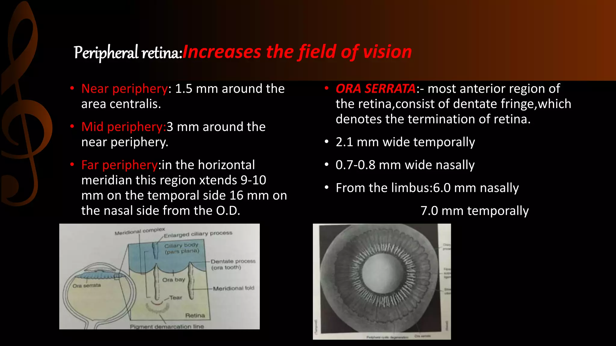 anatomy of retina | PPTX