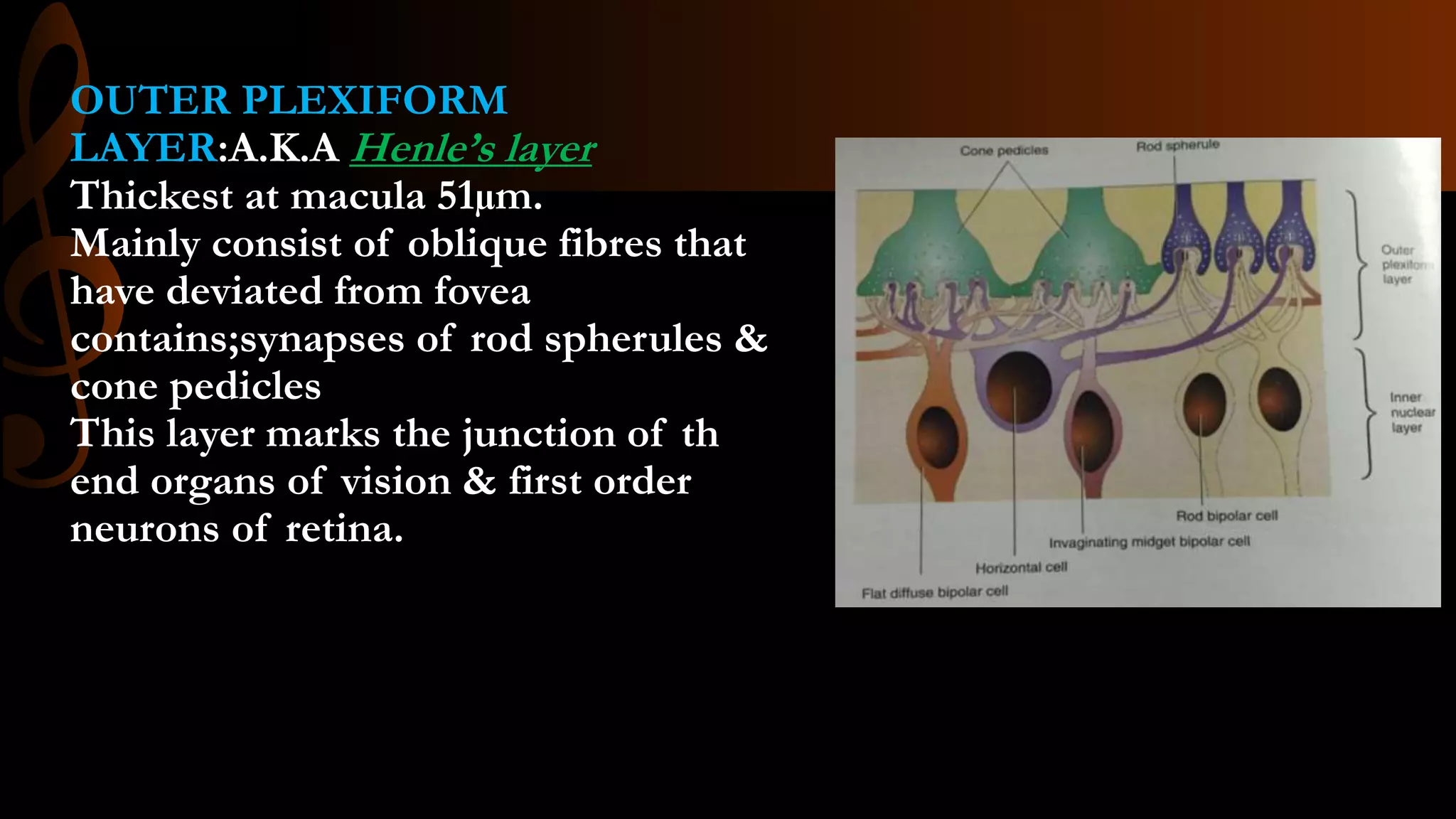 anatomy of retina | PPTX