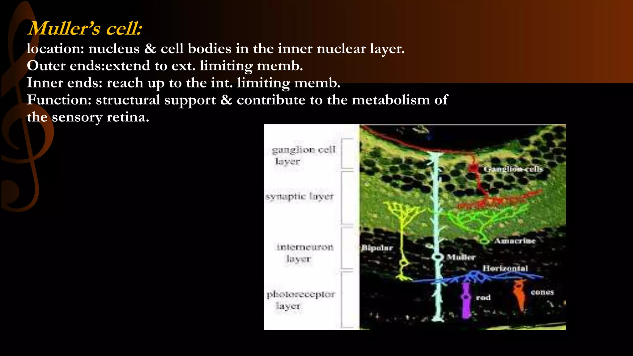 anatomy of retina | PPTX