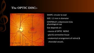 anatomy of retina | PPTX