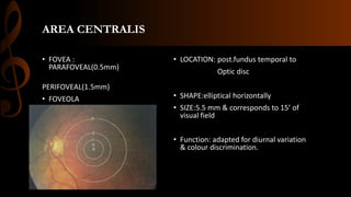 anatomy of retina | PPTX