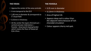 anatomy of retina | PPTX