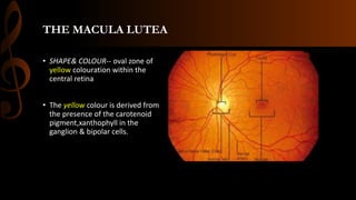 anatomy of retina | PPTX