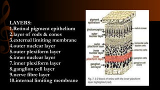 anatomy of retina | PPTX