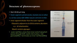 anatomy of retina | PPTX
