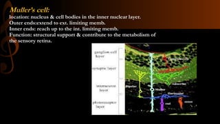 anatomy of retina | PPTX