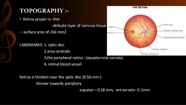 anatomy of retina