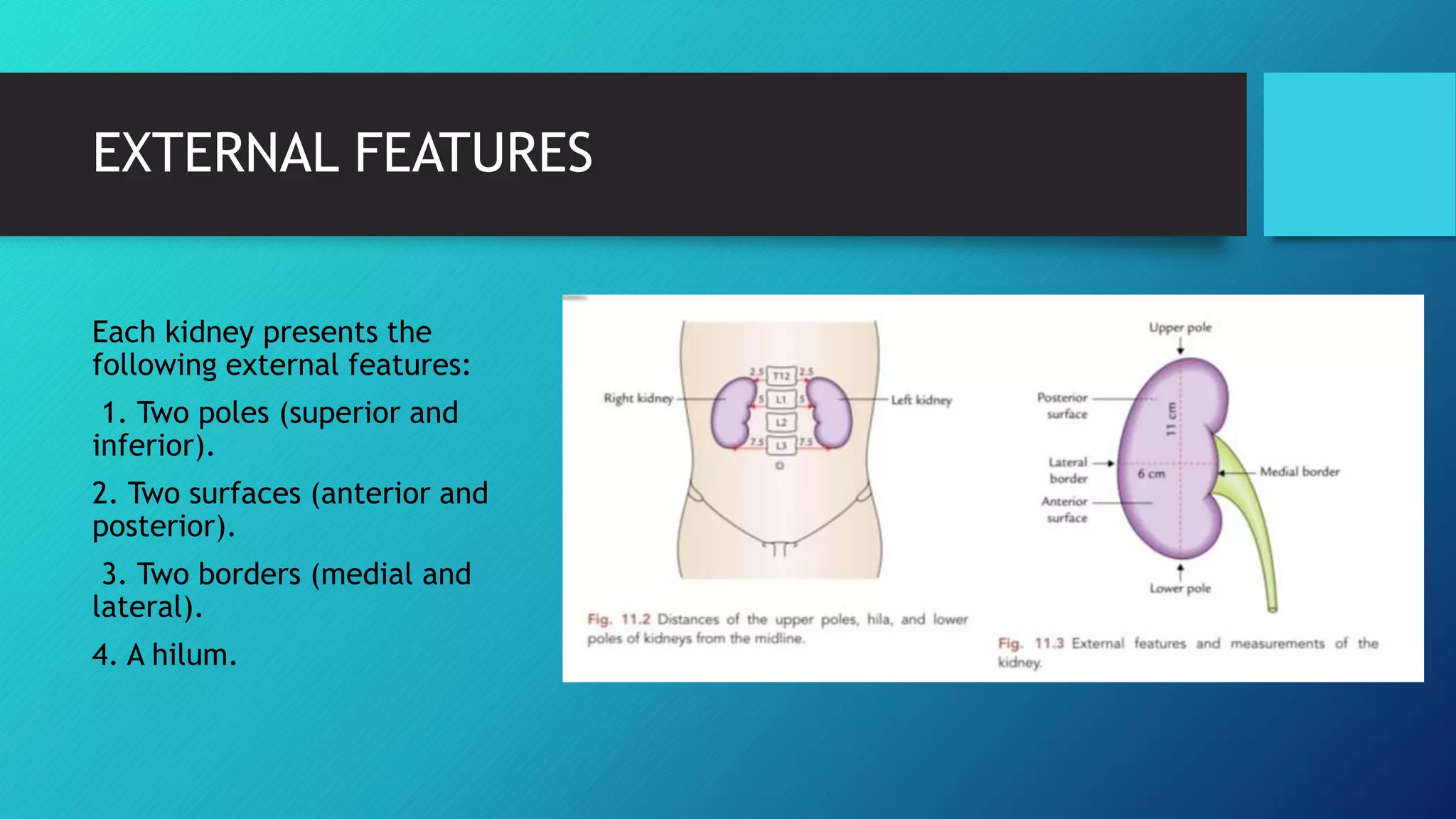 Anatomy of male urogenital system.pptx