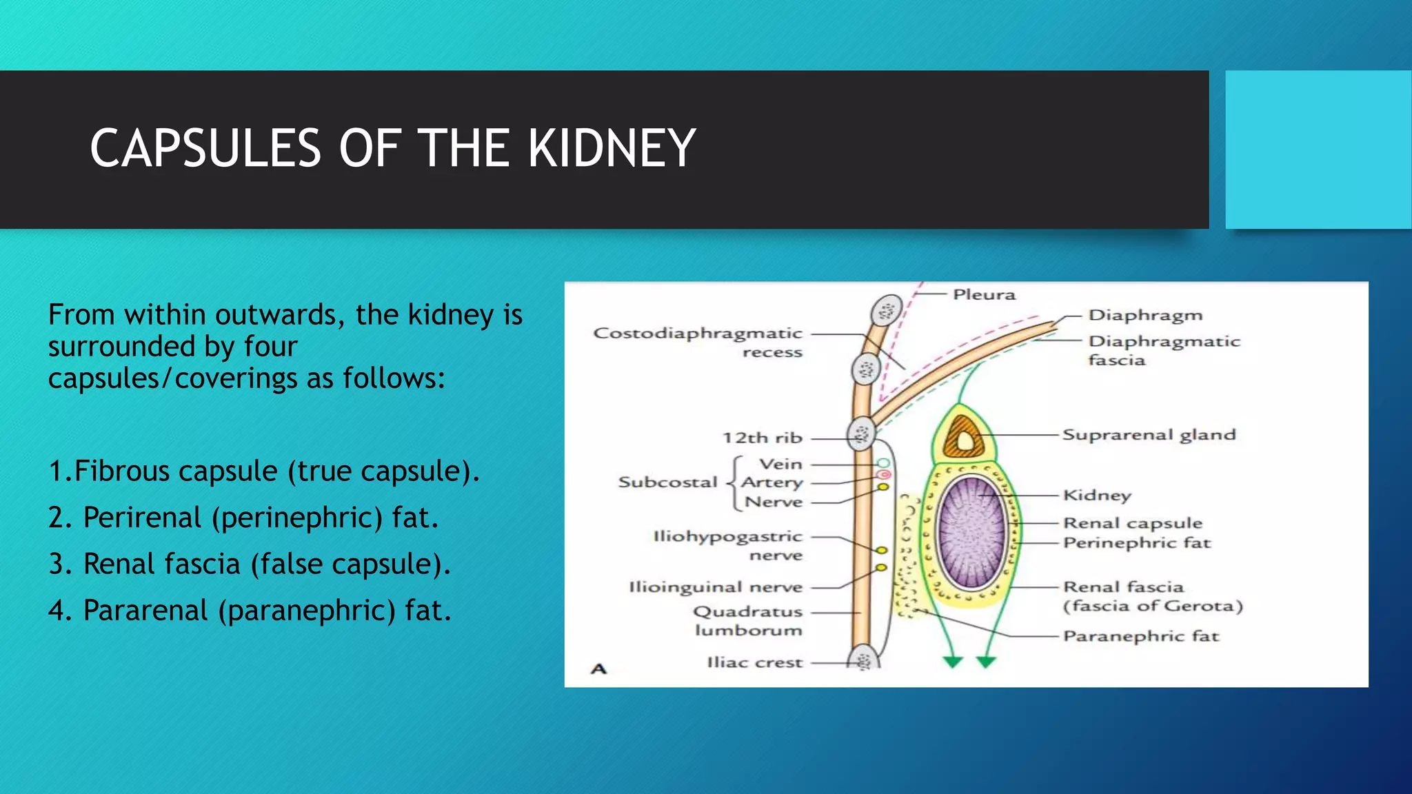 Anatomy of male urogenital system.pptx